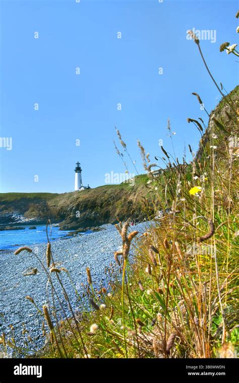 Wildflowers On Cobble Beach Frame The Yaquina Head Lighthouse On The