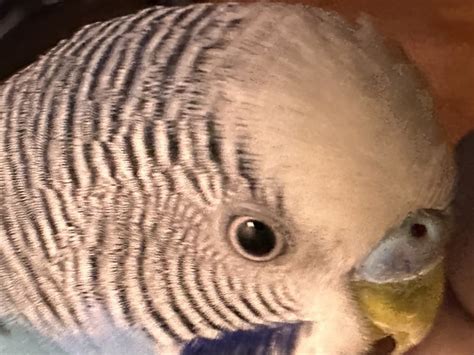 The Best Way To Implement Sentence Case On A String With A Single English Sentence R Swift