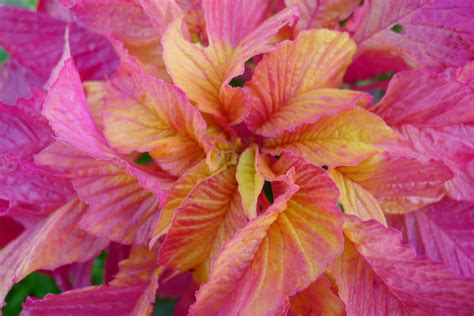 Chinese Spinach Amaranthus Tricolor ‘flying Colours 6 Jerry Coleby Williams