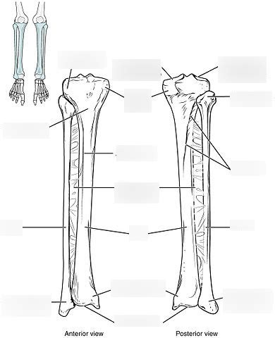 Tibia Diagram Quizlet