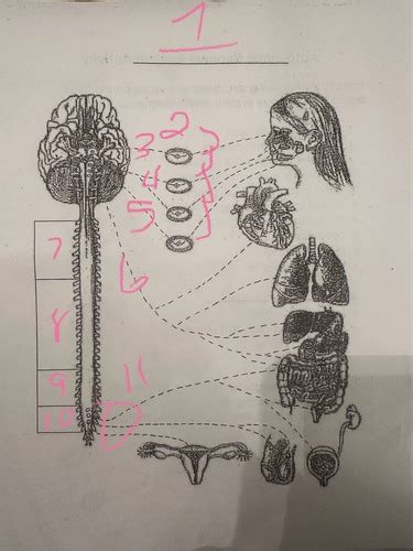 Ans Plexus Neural Pathways Flashcards Quizlet