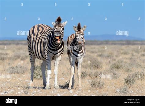 Burchells Zebras Equus Burchelli Adult Whinnying And Foal In Dry