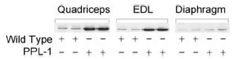 Relative Levels Of Udp Glc Ppl Achieved By Transgenic Overexpression In Download High