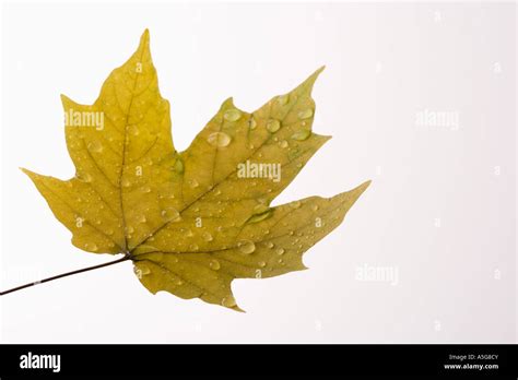 Sugar Maple Leaf Sprinkled With Water Droplets On White Background