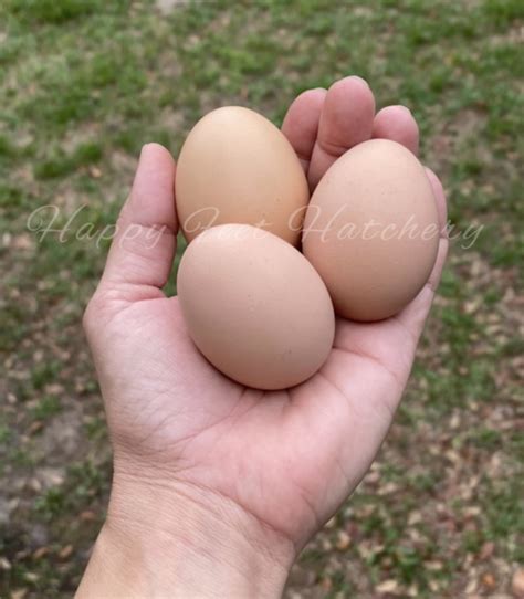 14 Light Brahma Egg Color Melikedhruv