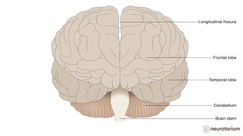 Brain Illustration Frontal