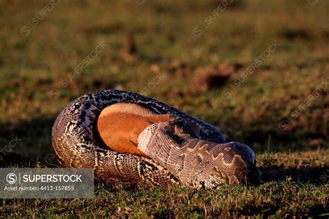 African Rock Python Eating A Thomsons Gazelle Masai Mara Superstock