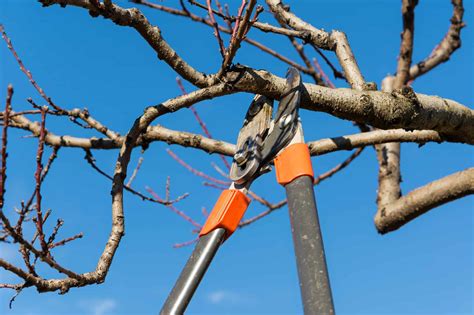 Gardening 101 Pruning Tools And How To Maintain Them