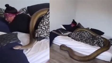 Big Python Roaming On Bed Video Geos Viral On Social Media Pa Python Video వామ్మో బెడ్ మీద