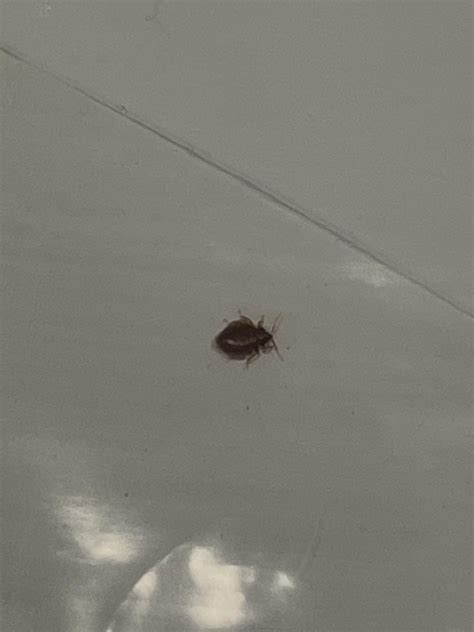 Bed Bug Or Bat Bug R Bedbugs