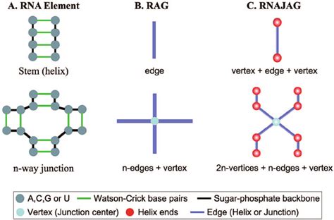 Rna Graph Representations A Rna Junction Elements In A Secondary Download Scientific Diagram