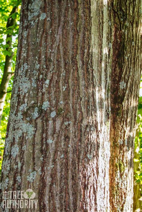 Red Oak Tree Facts Quercus Rubra The Tree Authority