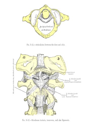 Msk Cervical Flashcards Quizlet