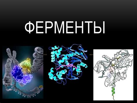 Ферменты - презентация онлайн