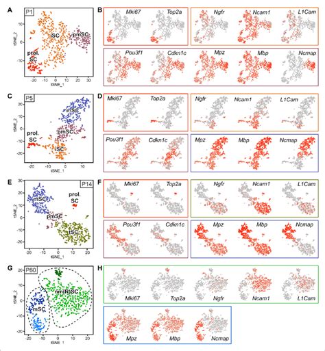 Rna Single Cell Profiling Of Schwann Cells Handled With Smart Seq2 Download Scientific Diagram
