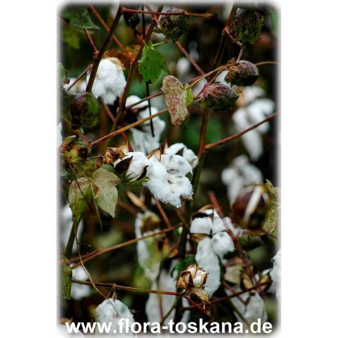 Cotton Object Detection Model By Roboflow 100