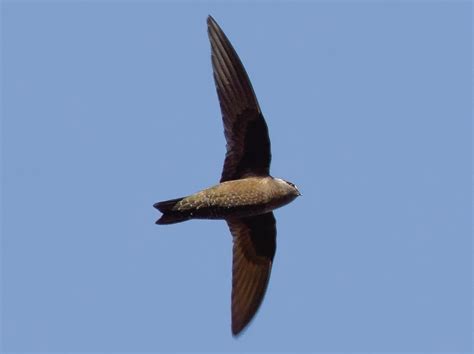 Black Swift Ebird