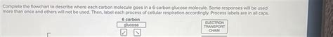 Complete The Flowchart To Describe Where Each Carbon Molecule Goes In A 6 Carbon Glucose