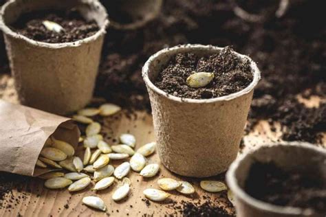 How To Plant Pumpkin Seeds The Best Method For Backyard Growers