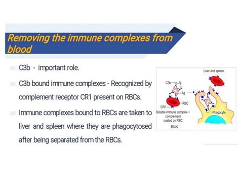 Complement System Microbiology Immune System Ppt