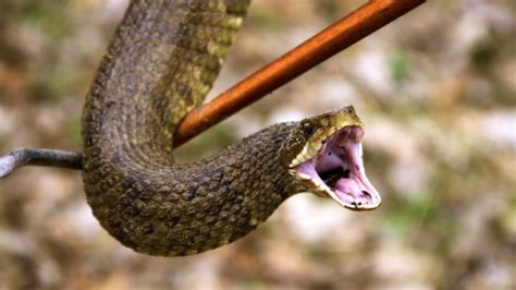 Los Diferentes Tipos De Serpientes Descubre Sus Características Y Hábitats Todo Sobre Tu Mascota