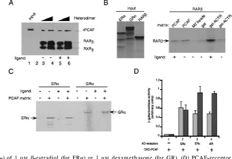Figure 3 From The Histone Acetylase Pcaf Is A Nuclear Receptor