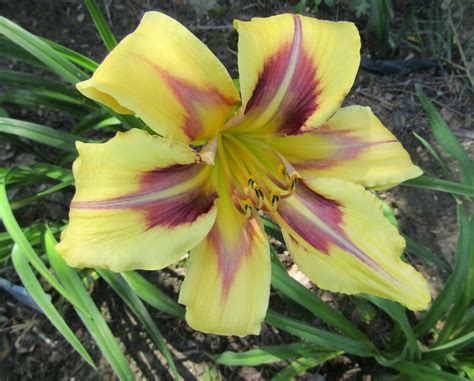 Daylily Flight Pattern