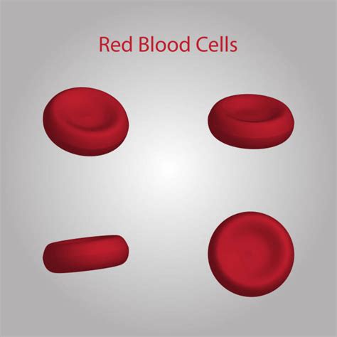 Eritrocitos Banco De Fotos E Imágenes De Stock Istock