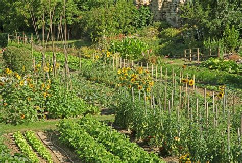 Alignment Of Rows Of Different Vegetables In A Vegetable Garden Stock
