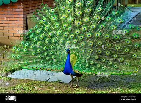 Close Up Of Peacock Showing Its Feathers Beautiful Peacock Male