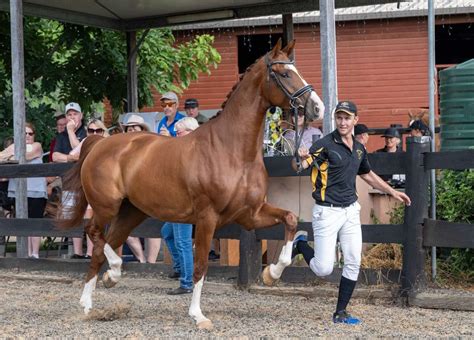 Mare Classification And Studbook Entry Hanoverian Horse Society Of