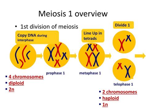 What Is Random Assortment Meiosis At Eugene Mash Blog