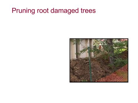 8a Pruning Mature Shade Trees Ppt