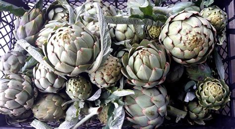 სოფელ ტიბაანში არტიშოკის და ჯანჯაფილის წარმოება დაიწყეს Knews Ge