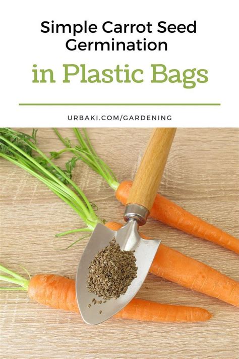 Carrot Seed Germination In Plastic Bags A Mini Greenhouse Guide