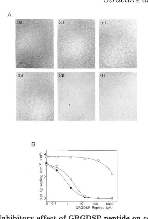 Figure 1 From Title Structural And Functional Analyses Of The Arg Gly Asp Sequence Introduced