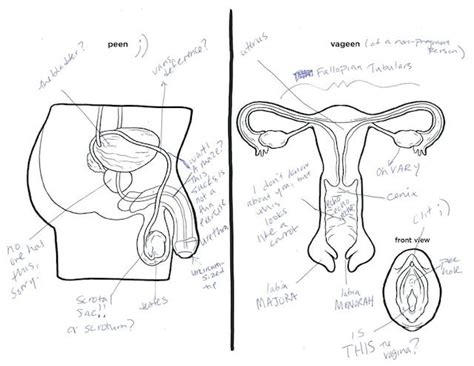 Genital Anatomy Health Class Knowledge Of Sexual Organs