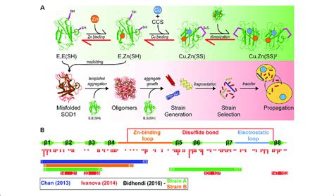 A Model Of Superoxide Dismutase 1 Sod1 Aggregation And Prion Like