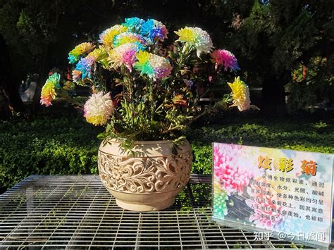 洛阳王城公园金秋菊展花香四溢，美景在不经意中展现，赏菊正当时 知乎