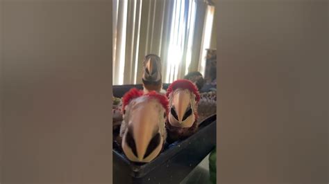 اللَّهُمَّ إِنِّي أَسْأَلُكَ بِأَنِّي أَشْهَدُ أَنَّكَ أَنْتَ اللَّهُ