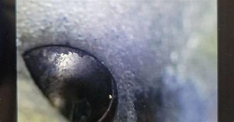 Bmw M57 Walnut Blast Album On Imgur