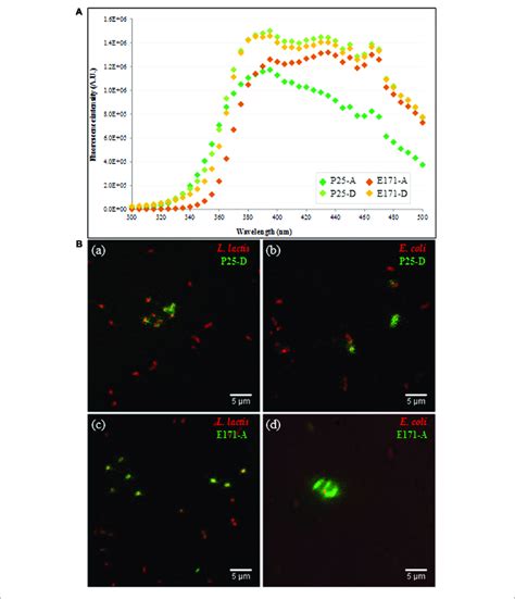 Synchrotron Excitation Deep Ultraviolet Duv Fluorescence Imaging Of Download Scientific