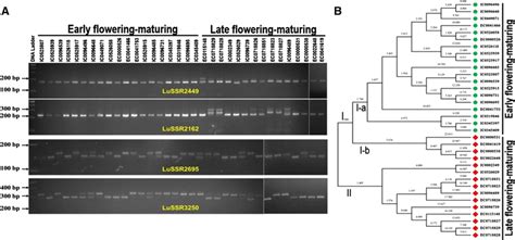 Ssr Markers Based Molecular Diversity Among Selected Linseed