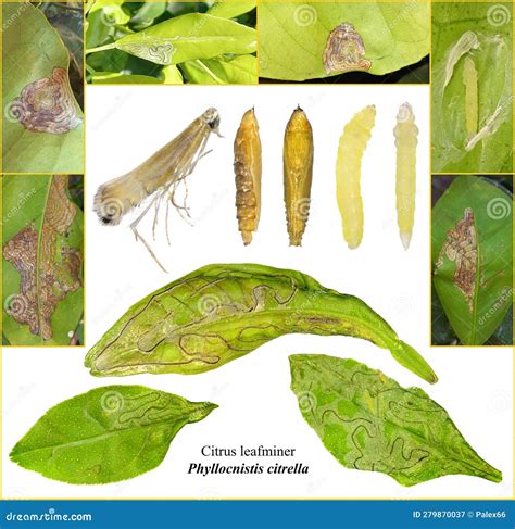Moth Citrus Leafminer Phyllocnistis Citrella Stock Image Image Of