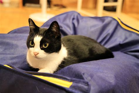 今日から8月 TRCPSの猫分スタンド