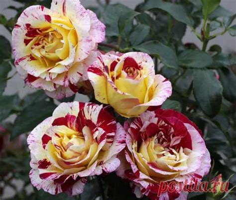 КАК ВЫРАСТИТЬ РОЗУ ИЗ ЧЕРЕНКА ЦВЕТЫ ПОДОКОННИКОВ И БАЛКОНОВ Постила