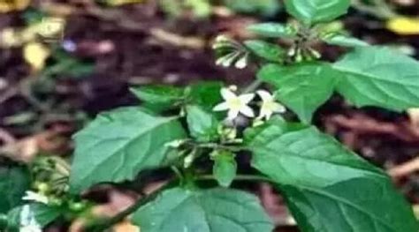 Семейство пасленовых Многообразие растений семейства пасленовых Смотреть онлайн в поиске