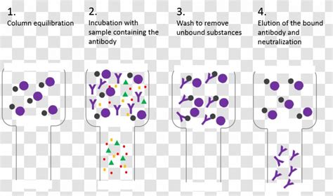 Antibody Protein A Affinity Chromatography Immunoglobulin G Agarose Buffer Solution Purple