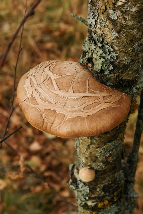 Birch Polypore Identification Foraging And Uses Mushroom Appreciation