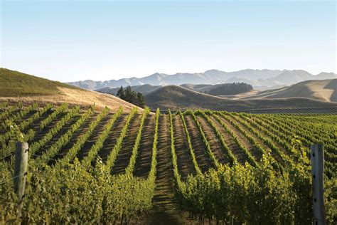 청정 자연에서 즐기는 와인 한 잔 뉴질랜드 말버러 한국경제